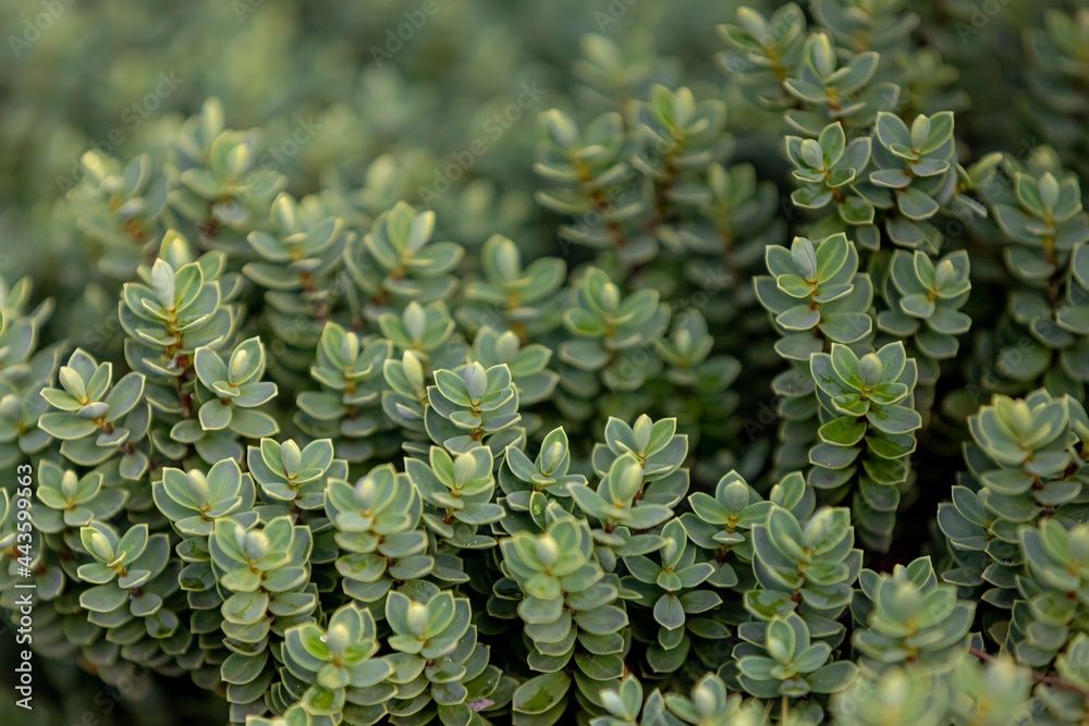 Selective focus of small and tiny leaves of Hebe brachysiphon ...