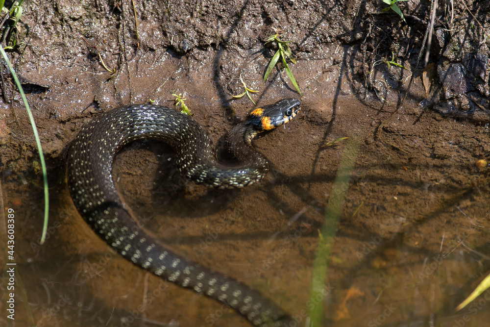 Natrix natrix snake sit in water. Grass snake or ringed snake or water ...