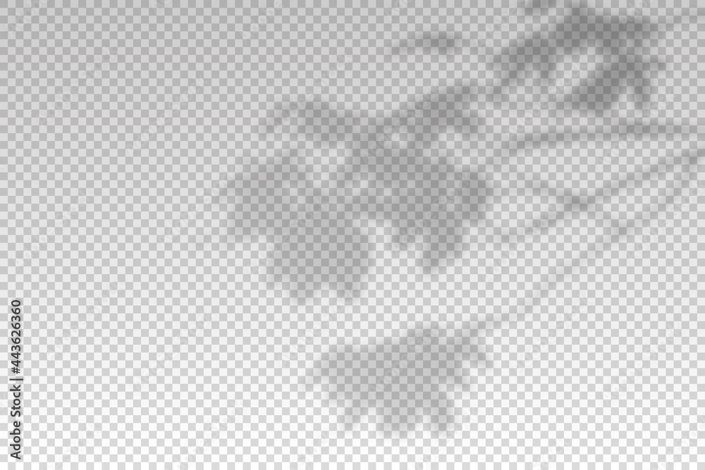 Shadow of leaf from window. Shadow palm leaves isolated on transparent ...