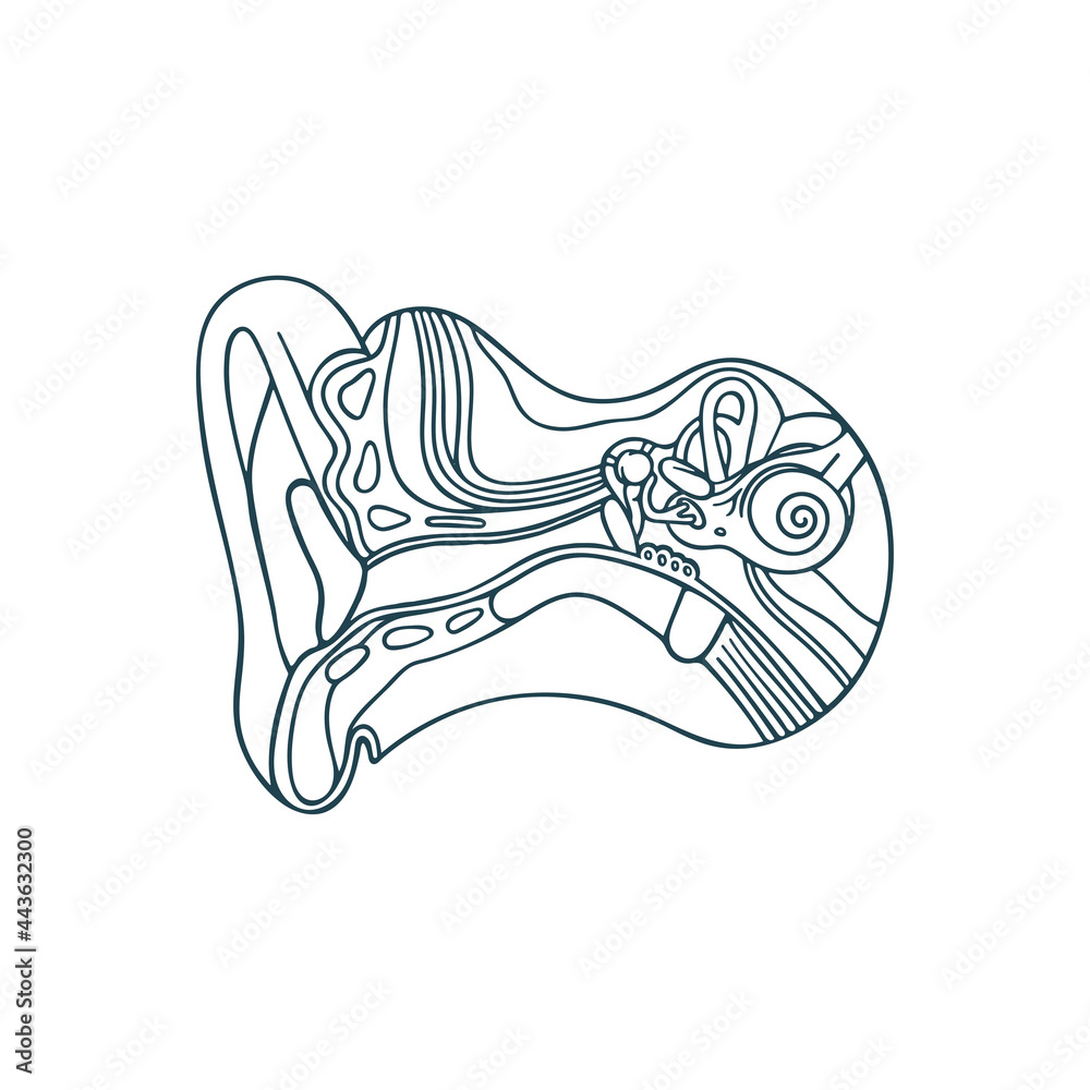 Vetor de Ear anatomy hand drawn vector illustration. Ear canal and ...