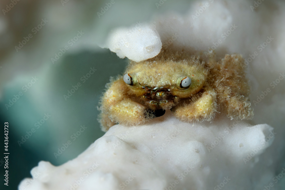 Tiny critter - Furry Coral crab (Cymo melanodactylus). Underwater world ...