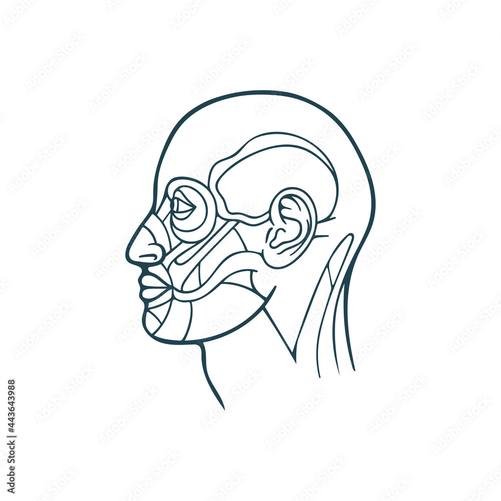Head muscular system anatomy hand drawn vector illustration. Human face ...