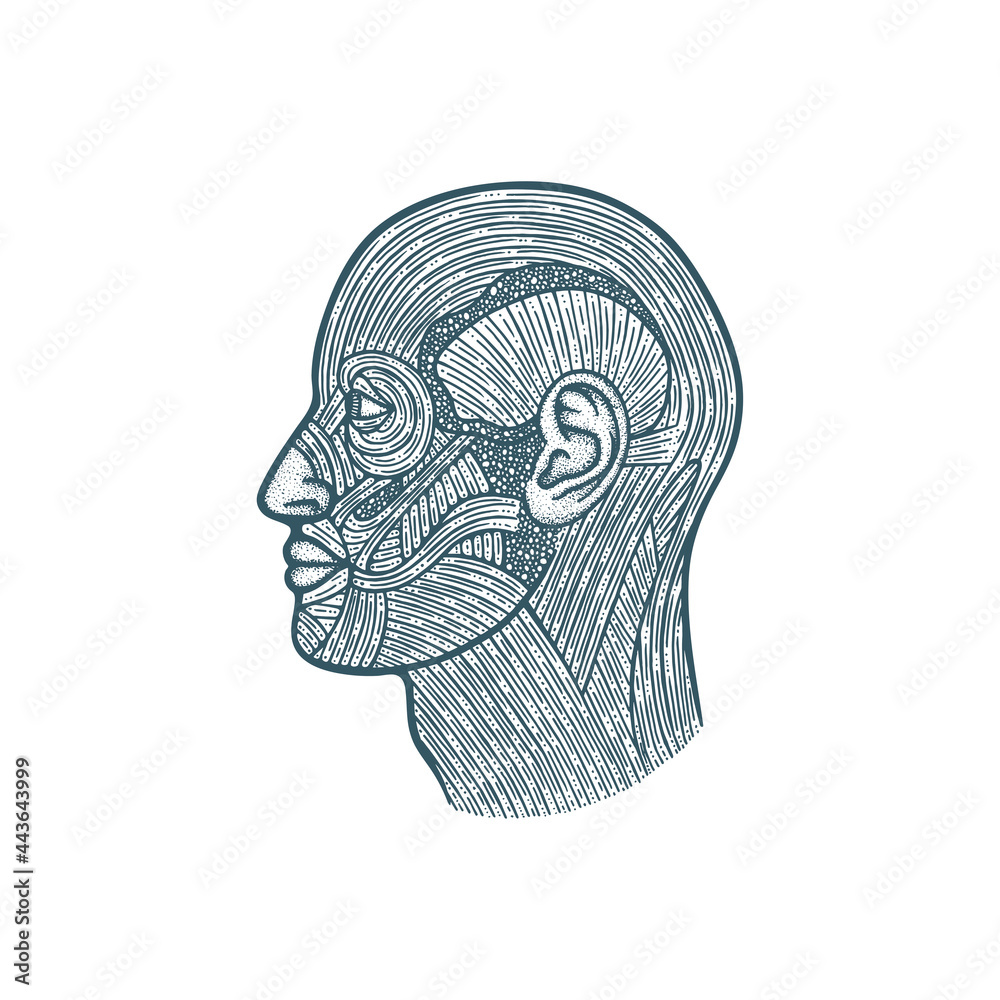 Head muscular system anatomy hand drawn vector illustration. Human face ...