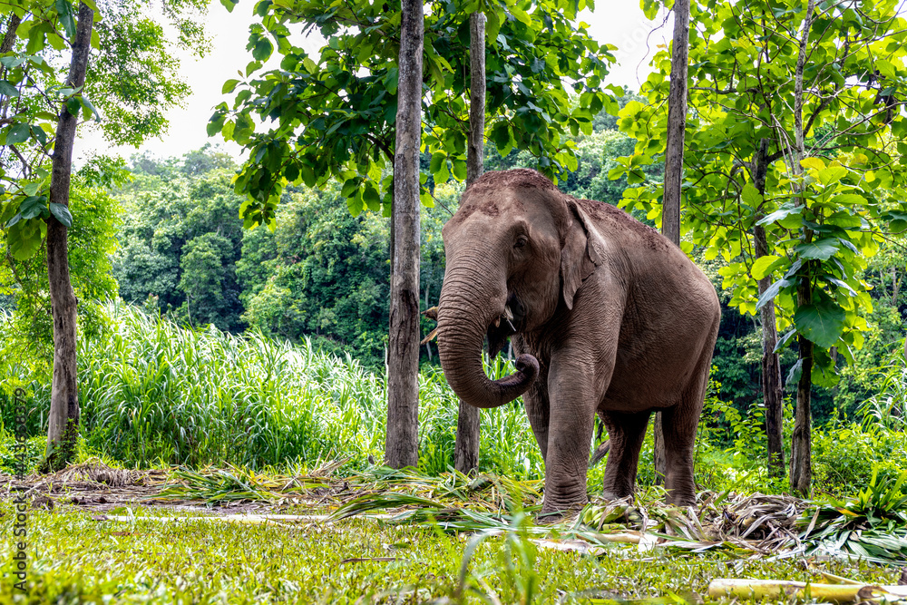 asian elephant is enjoying eating food in nature park, Thailand Stock ...