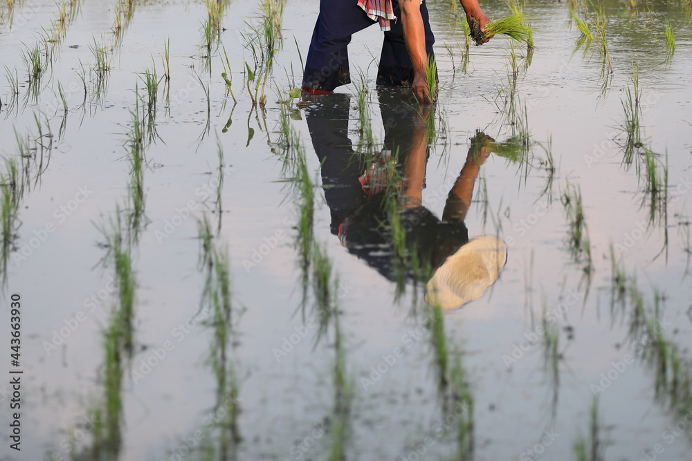 Farmer rice planting on water Stock Photo | Adobe Stock