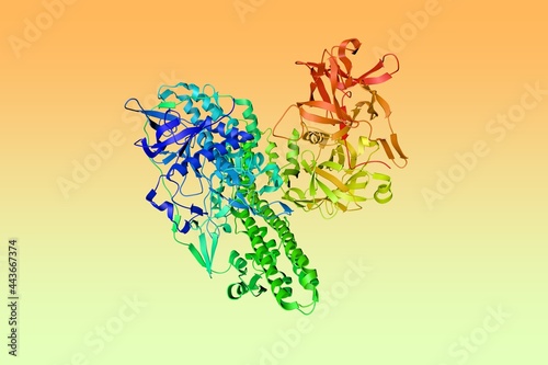 Crystal structure of the tetanus neurotoxin produced by clostridium ...