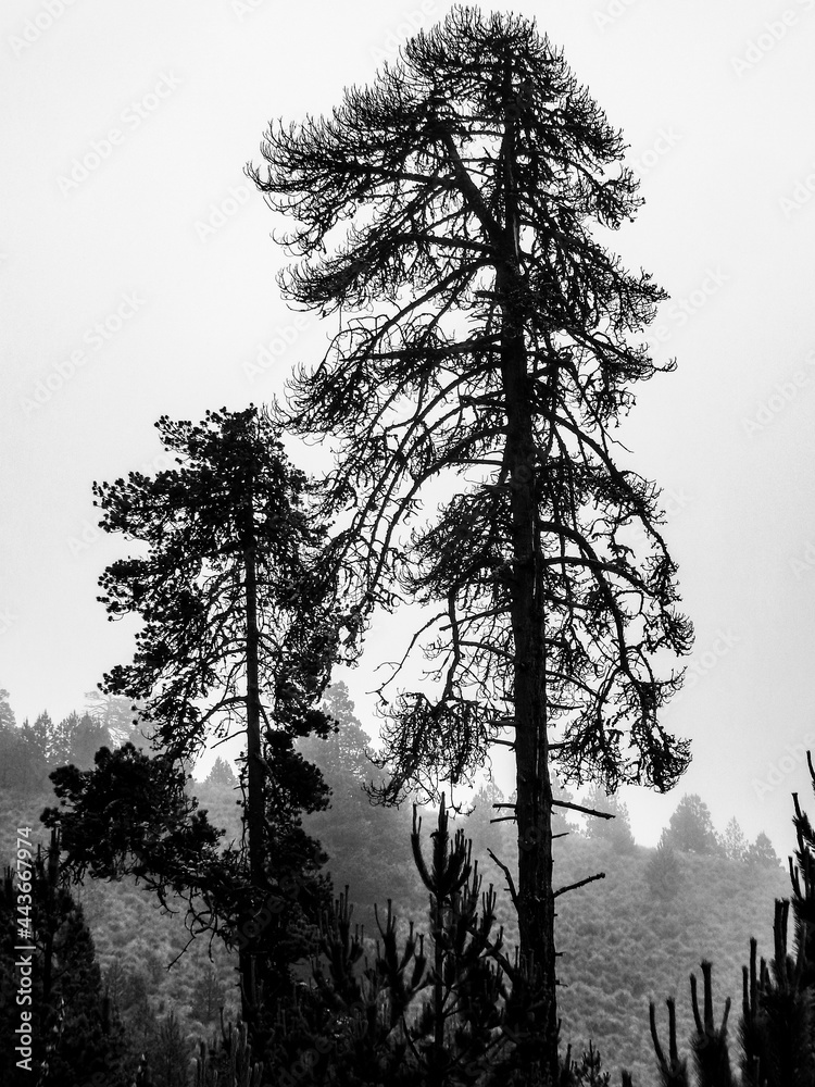 Foto de Un arbol de gran altura de la especie Pinus hartwegii en la ...
