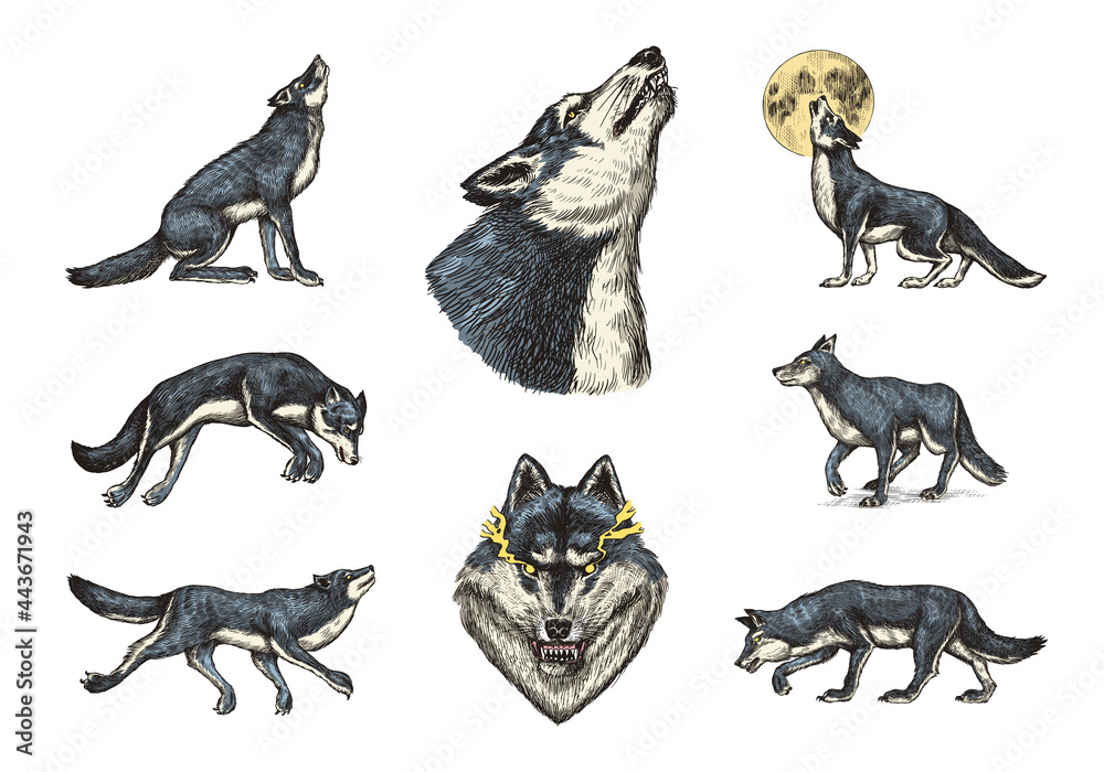Gray Wolf Pack Drawing