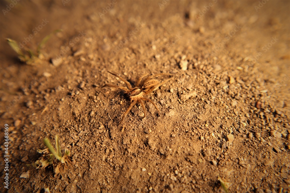 Camouflage European Water spider on the soil. It's also called raft ...
