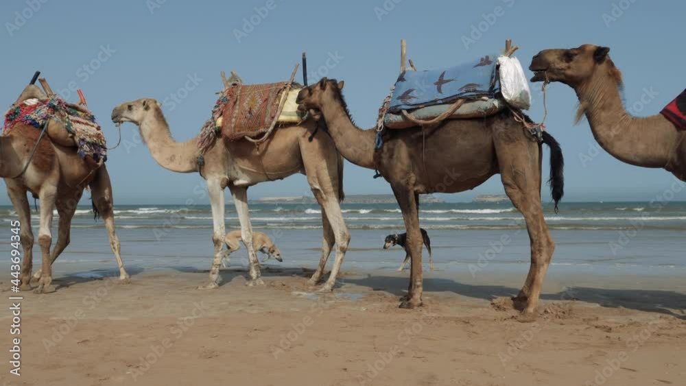 Sloughi dogs (Arabian greyhound, North African greyhound) close to ...