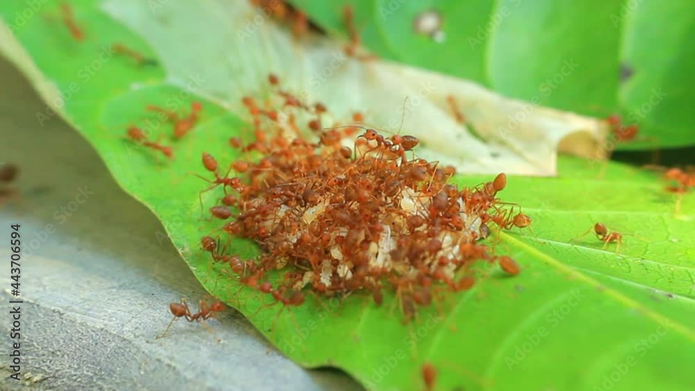 Macro video of red fire ants colony carrying food together, extreme ...