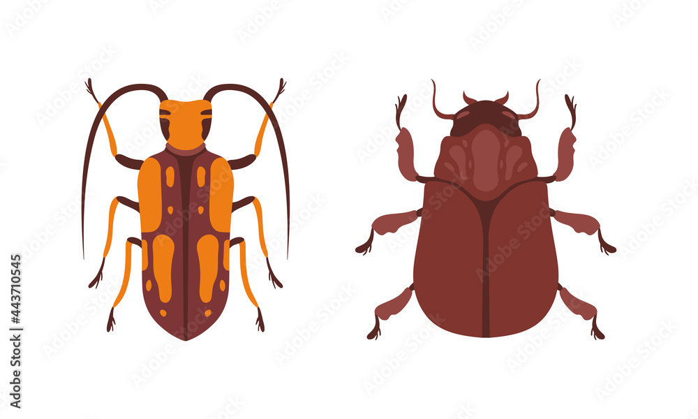 Bug Species Set, Top View of Bugs, Beetles Insects Cartoon Vector ...
