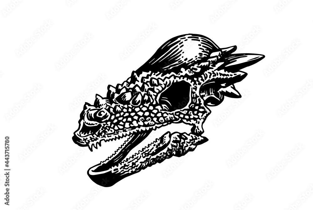 Vector skull of pachycephalosaurus on white, graphical illustration ...