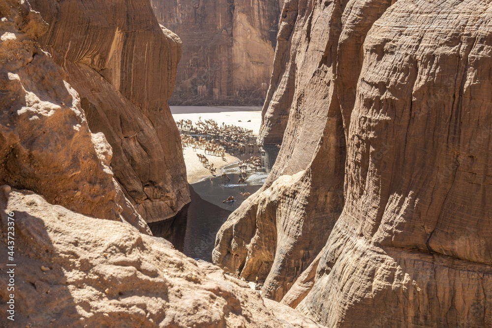 Camels in Guelta d'Archei, Chad, Sahara Desert, Africa Stock Photo ...