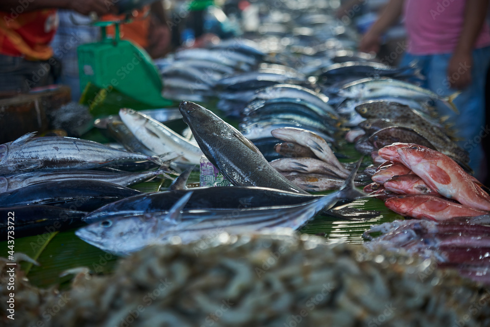 Pile of fresh fish for sale at Traditional seafood market stall Stock ...