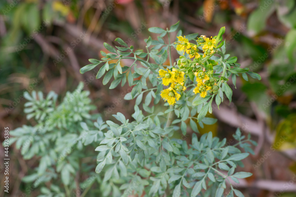 common rue female (Ruta graveolens) in bloom with blurred background ...