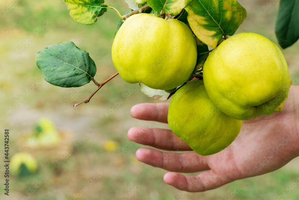 Membrillo (Quince fruit) (Cydonia Oblonga) fruits ready to harvest. Man ...