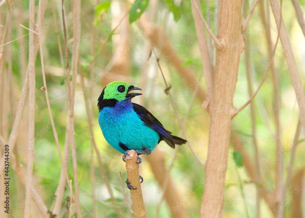Paradise Tanager