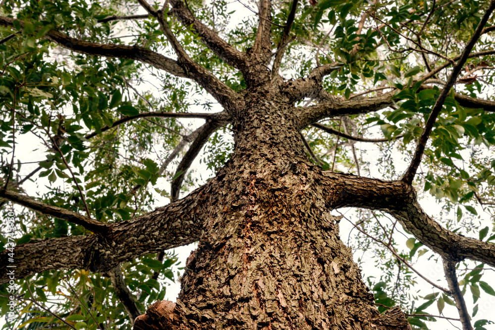 Foto de Pecan nut tree (Carya illinoinensis). Nadir photography of Pecan tree showing the size ...