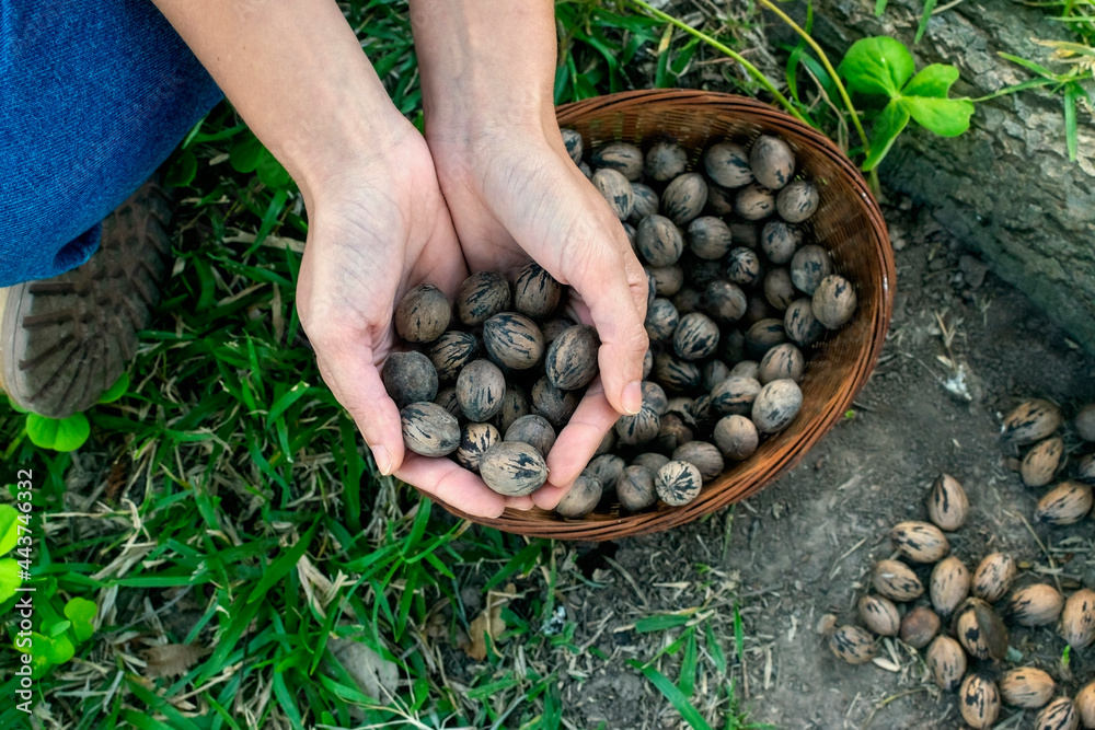 Girl harvesting Pecan nuts which are at the feet of a Pecan tree. Top ...