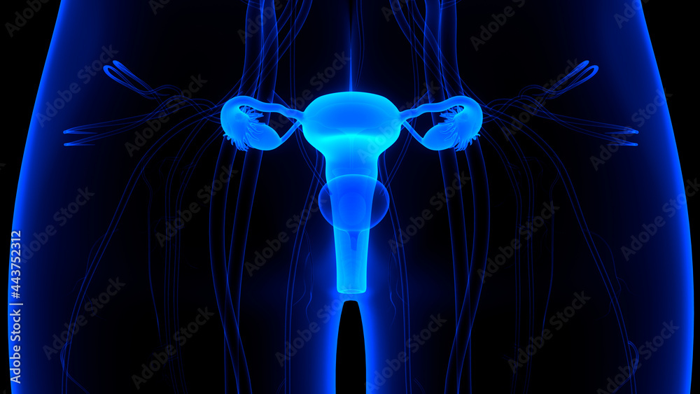Female Reproductive System with Nervous System and Urinary Bladder ...