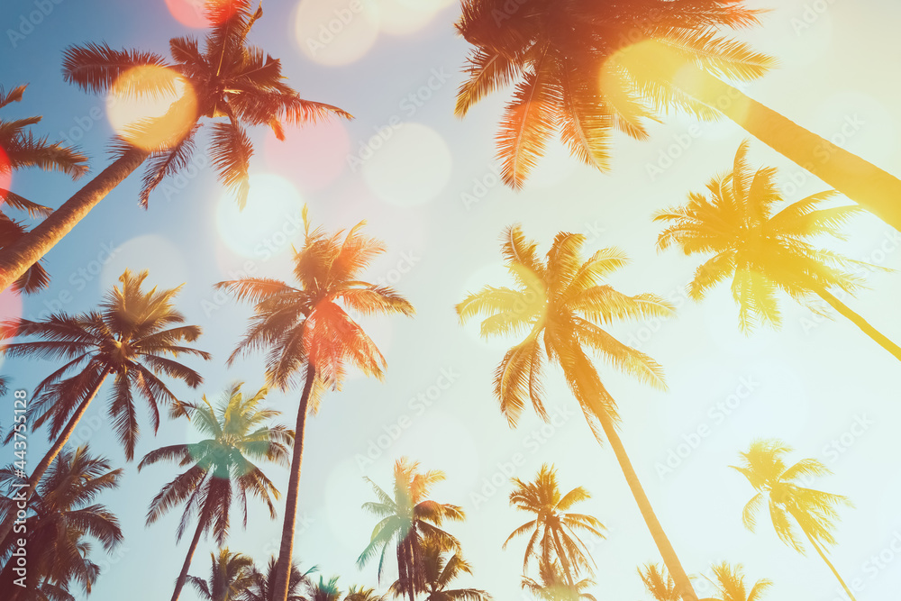 Tropical palm tree with sun light on sunset sky and cloud abstract ...