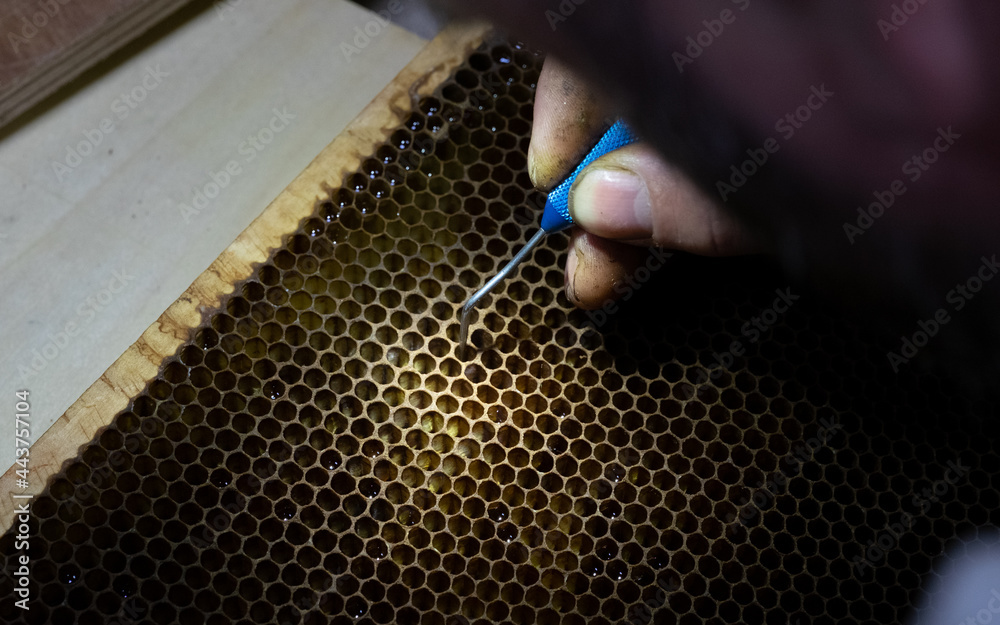 Breeding of bees, raising of queen bees. Honey production. Stock-Foto ...