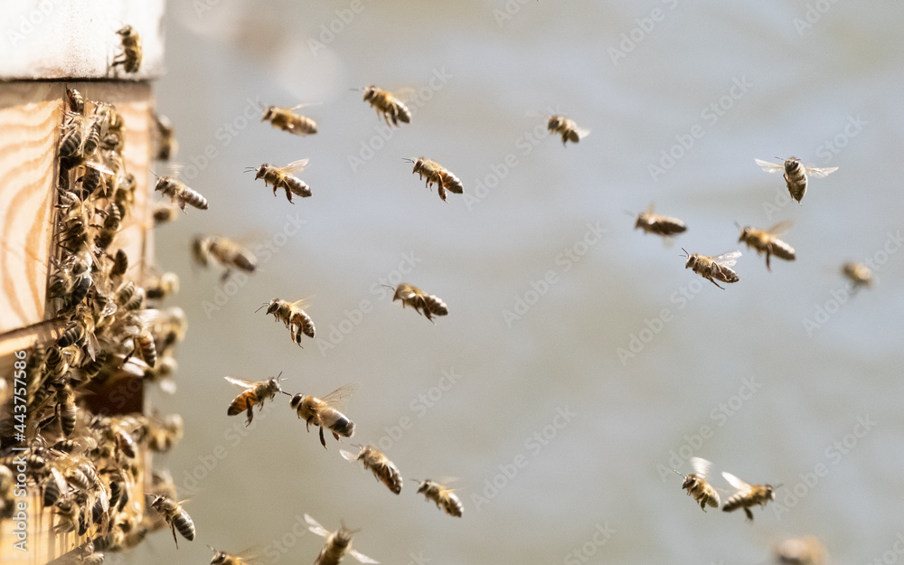 Breeding of bees, raising of queen bees. Honey production. Stock Photo ...