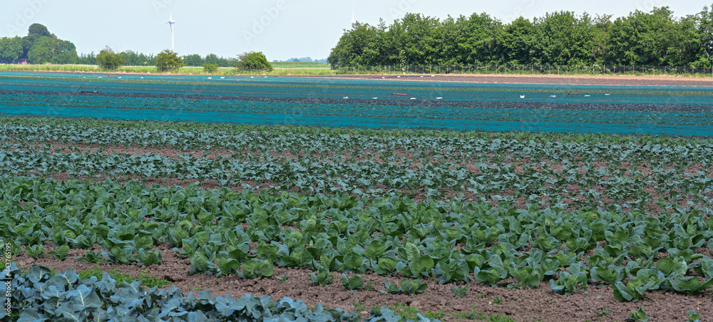 Kohlfelder mit Rotkohl, Weißkohl und Blumenkohl Pflanzen Stock Photo ...
