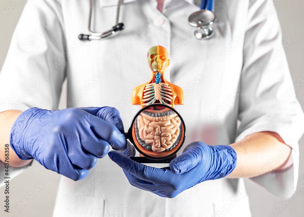 Intestine symbol through magnifying glass in doctor hand. Concept of ...