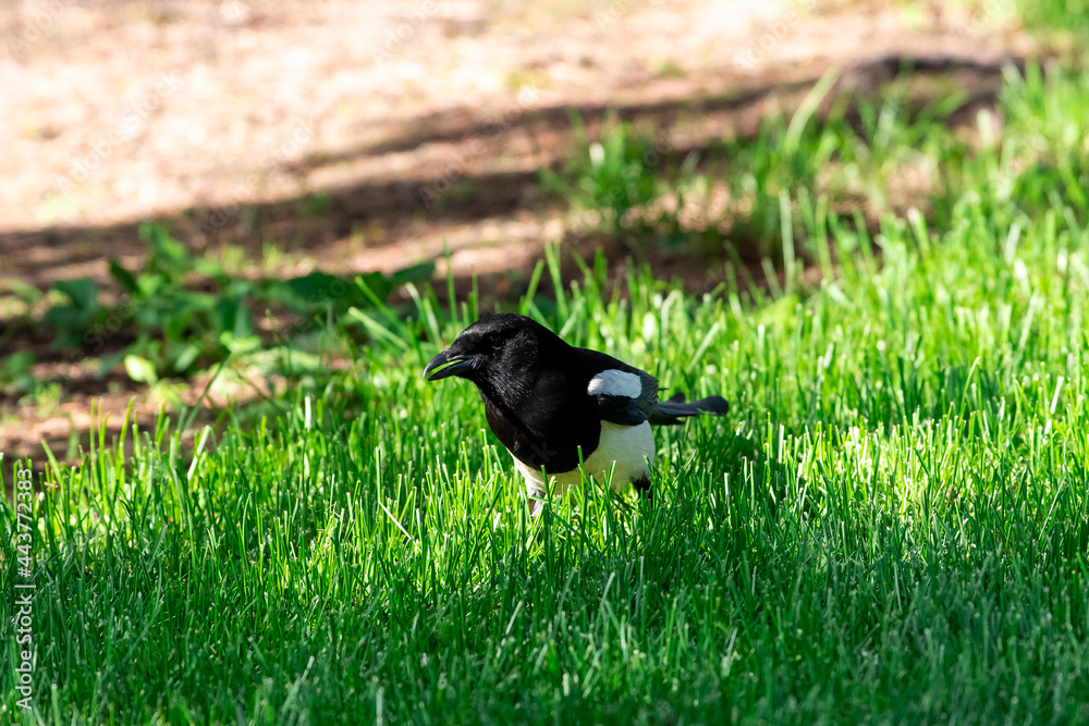 Pica pica bird someone find in green grass plant. Eurasian magpie on ...