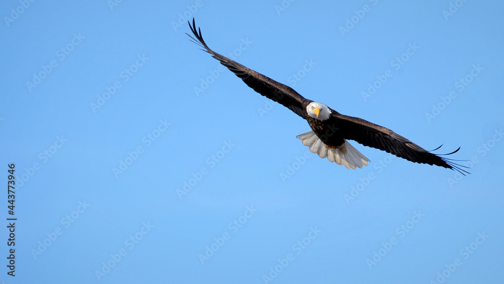Bald Eagle in flight on flight blue sky Stock Photo | Adobe Stock