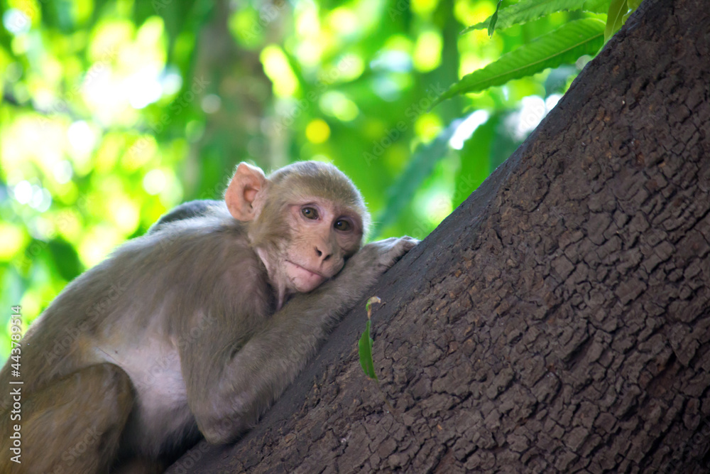 Monkey is a common name that may refer to certain groups or species of ...
