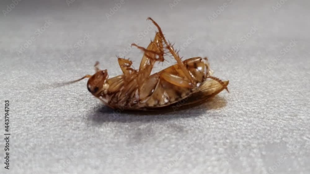 The cockroach is lying on its back. The dying cockroach. Big cockroach ...