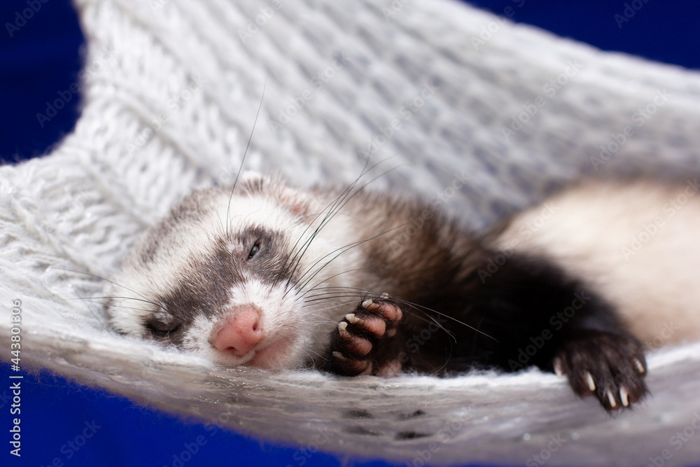 Ferrets Sleeping