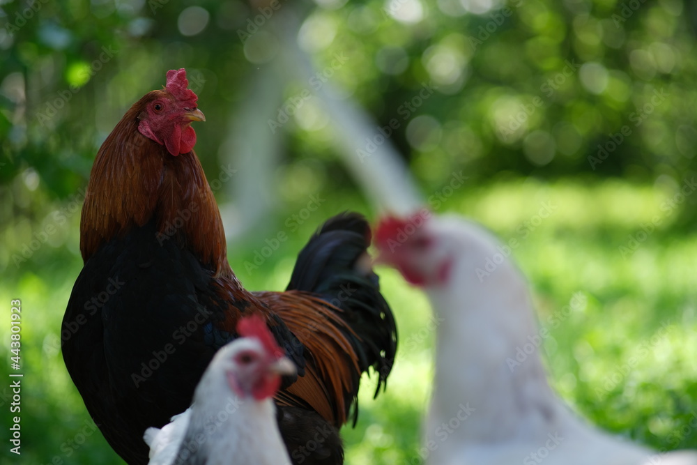 Chickens on a background of green grass. A bird is grazing in the yard ...