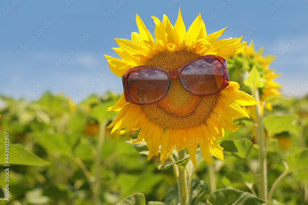 Smile on face of sunflower with sunglasses as summer background for ...