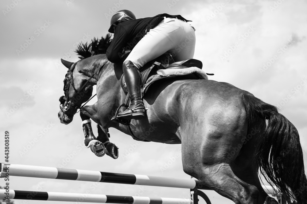 Black and white Equestrian Sports photo-themed: Horse jumping over the ...
