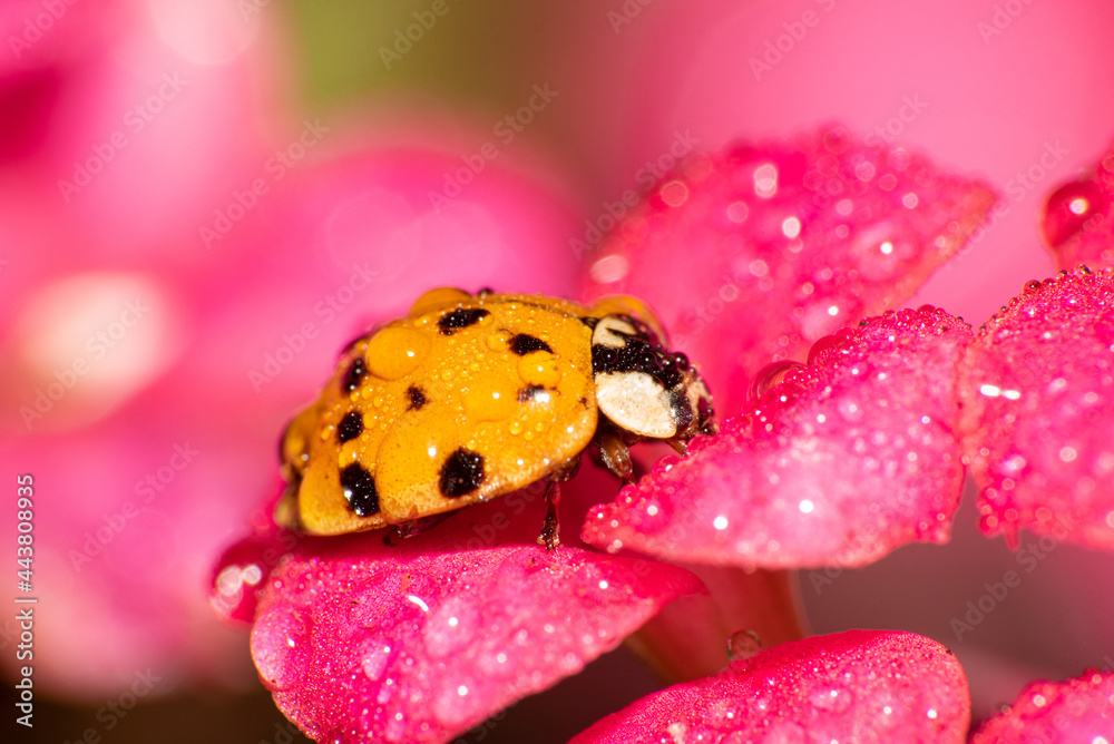 Orange ladybug with black spots on dewy pink flowers, macro photography ...