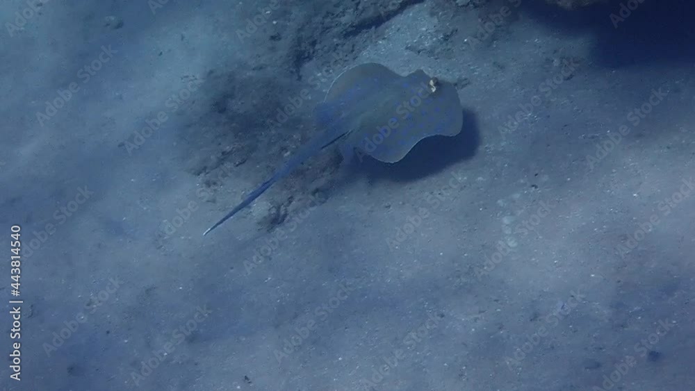 Blue spotted skate or ray, scientific name is Dascyatis lymma (Taeniura ...