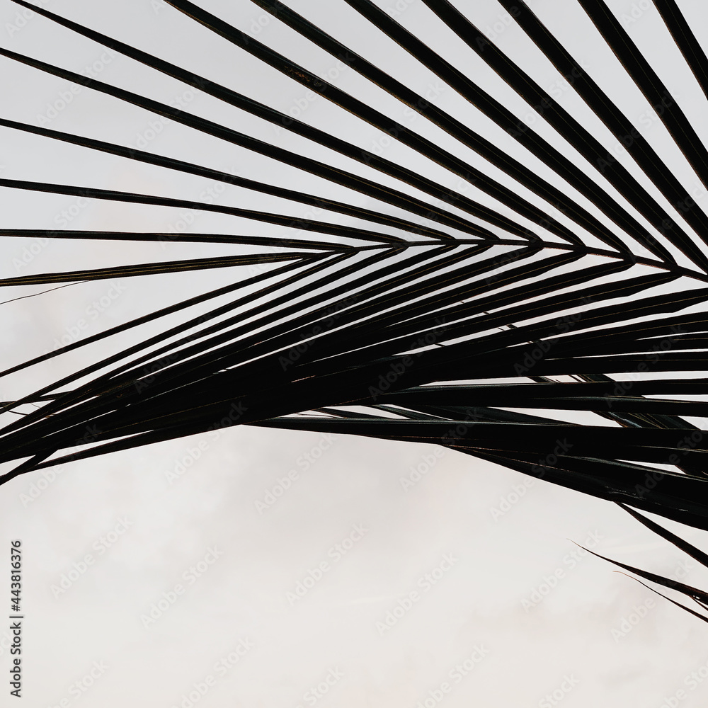 Tropical palm tree leaf shadow silhouette on white wall. Aesthetic ...