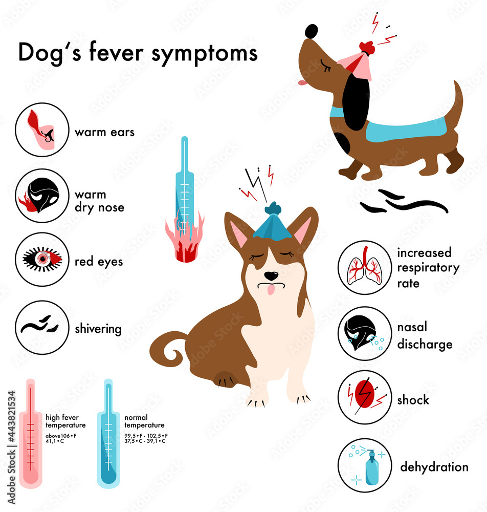 Dog`s fever symptoms.Infographic icons with different signs and reasons ...