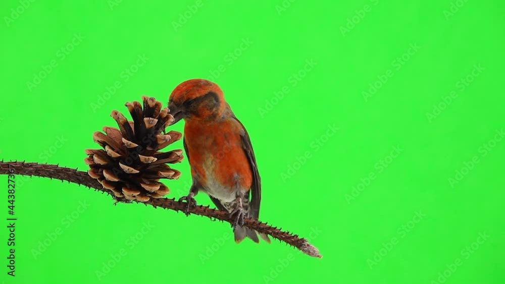 male red crossbill sits on a branch, pecks seeds of cone. female yellow ...