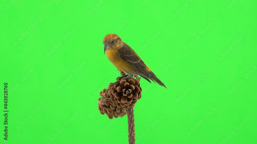 female yellow crossbill sit on a pine cone, pecks seeds, arrives on a ...