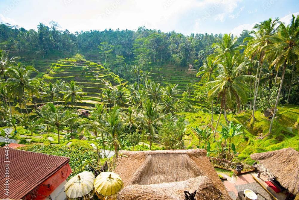 Tegalalang Rice Terraces in Ubud, Bali, Indonesia Stock Photo | Adobe Stock