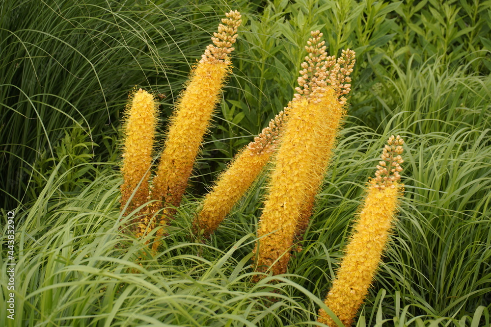 Eremurus stenophyllus, the narrow-leaved foxtail lily, is a species of ...