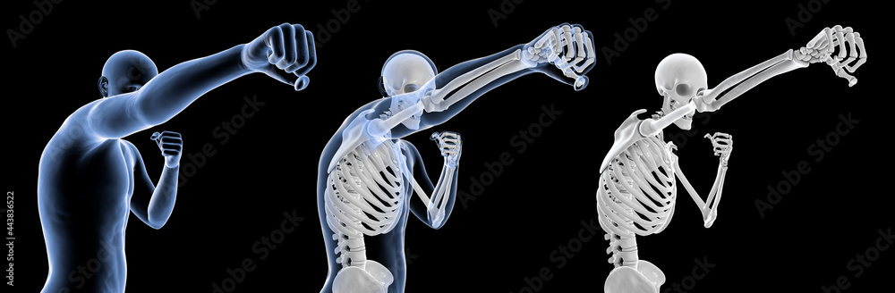 Anatomy of boxing sport, 3D illustration Stock Illustration | Adobe Stock