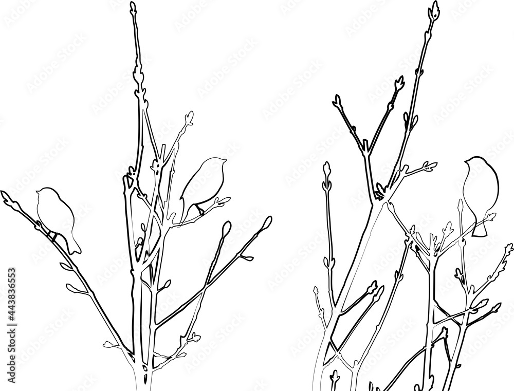 Outline vector drawings of birds sitting on tree branches in spring ...