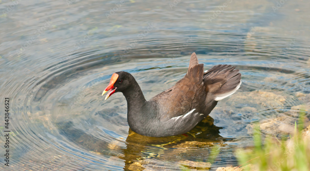 top view, close distance of a gallinule- moorhead bird, swimming and ...