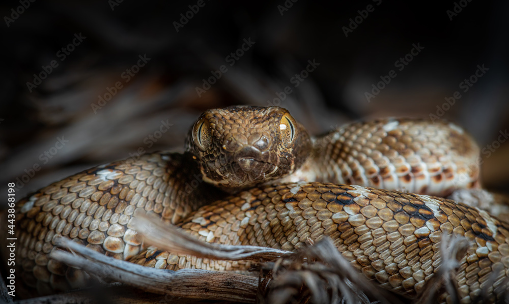 deadly saw scaled viper from Dubai desert Stock Photo | Adobe Stock
